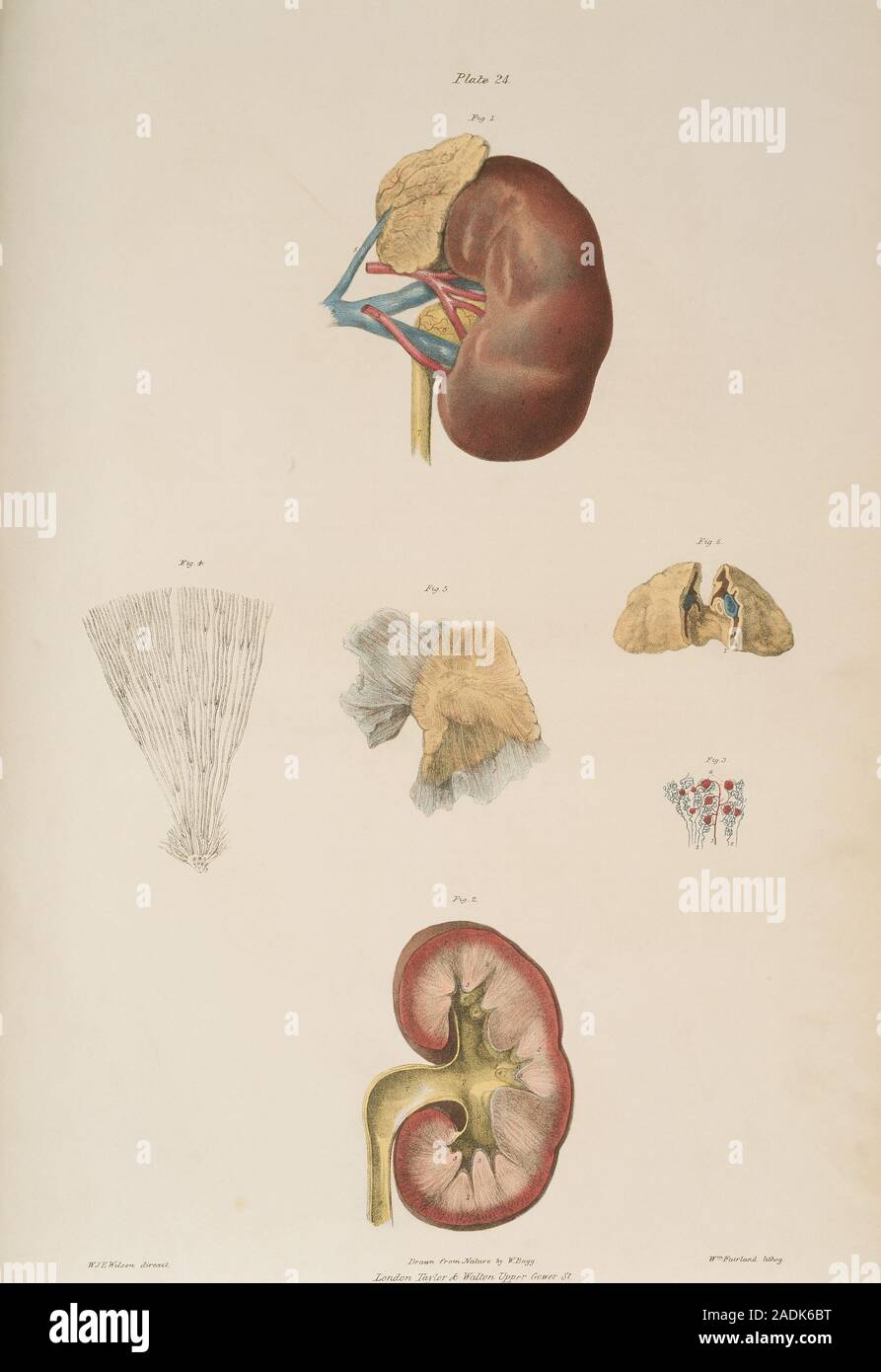 Kidney. Historical illustration of the anatomy of the kidney. At top ...