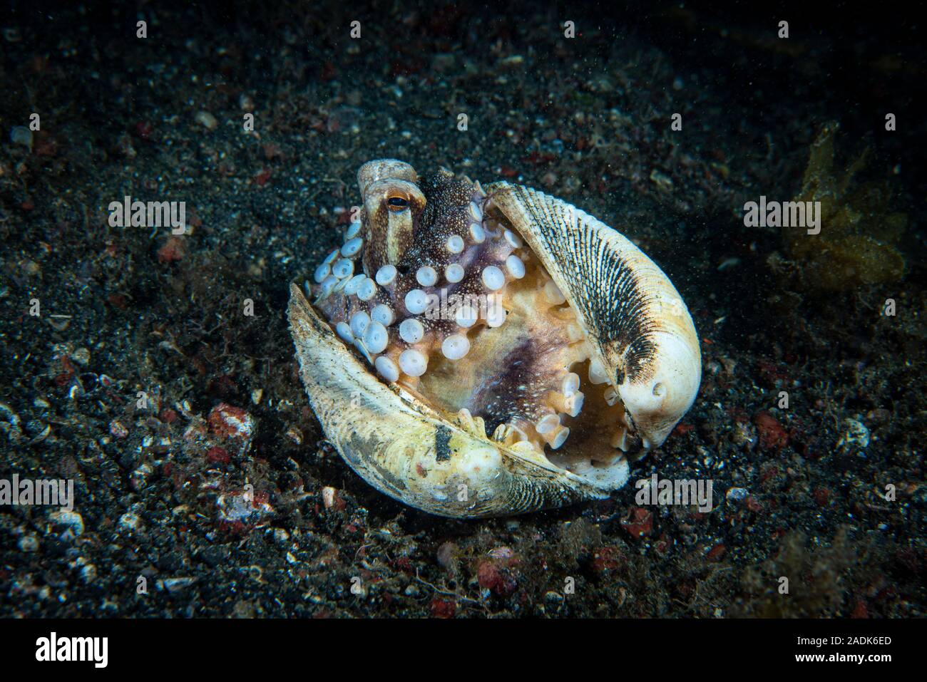 Coconut Octopus Amphioctopus marginatus Stock Photo - Alamy