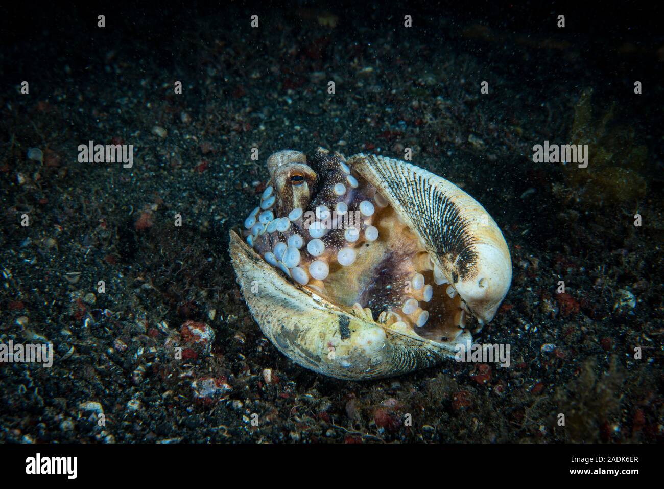 Coconut Octopus Amphioctopus marginatus Stock Photo - Alamy