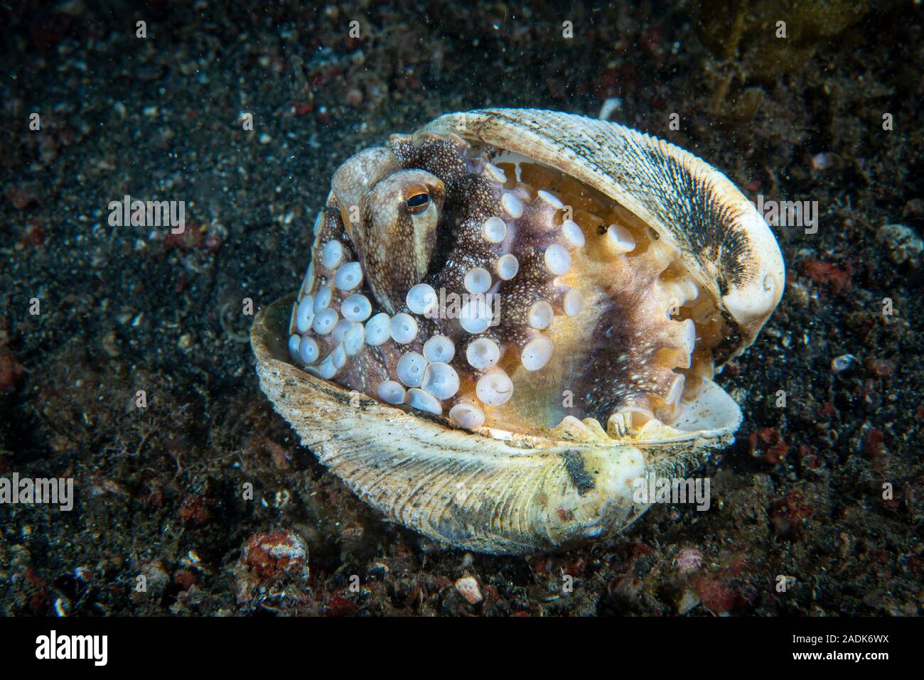 Coconut Octopus Amphioctopus marginatus Stock Photo - Alamy