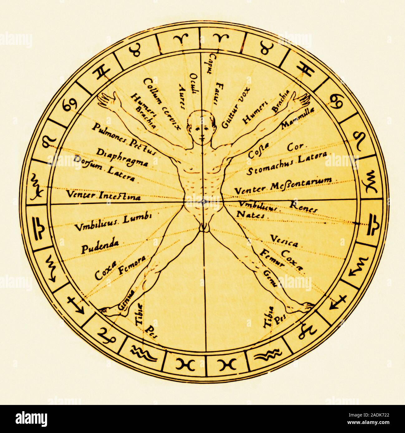 Medical Astrology Body Parts at Alice Hager blog