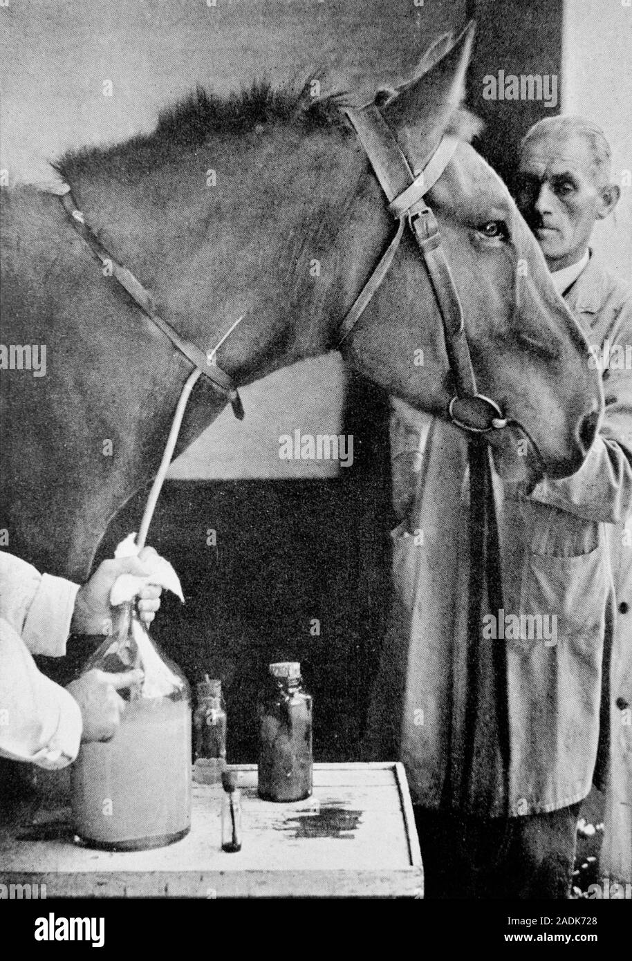 Diphtheria antitoxin. Inoculated horse having blood taken from its ...
