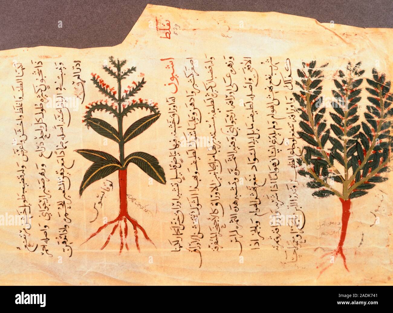 Medical herbs. Manuscript artworks of two medicinal herbs with an ...