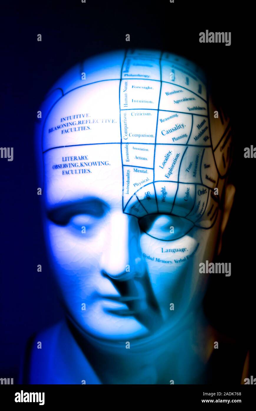 Phrenology model of a head. The pseudo-science of phrenology was based ...