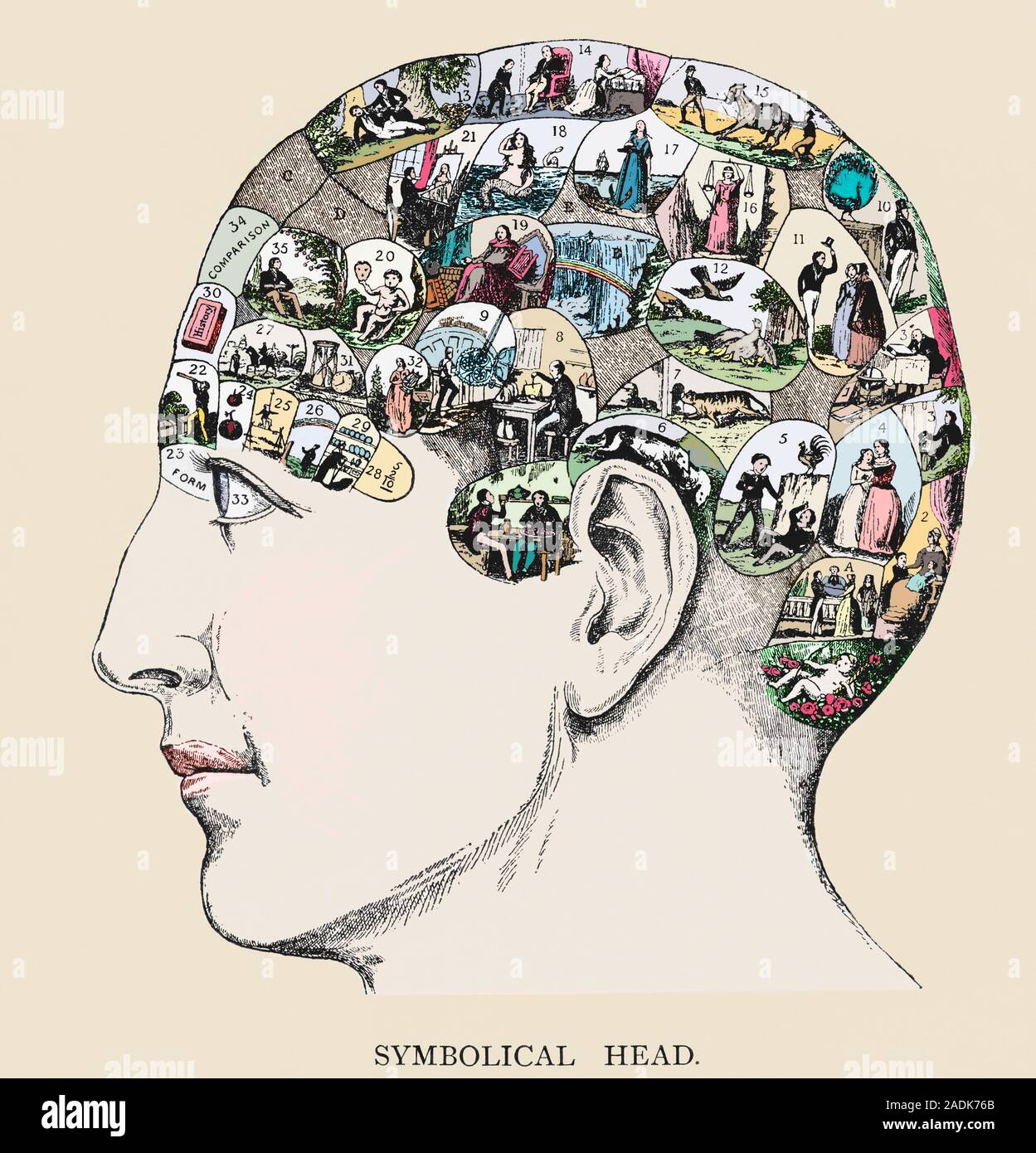 Phrenology chart. Phrenology is a pseudo-science that states that a ...