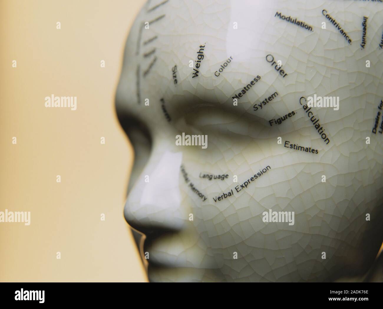 Phrenology model of a head. The pseudo-science of phrenology, which was ...