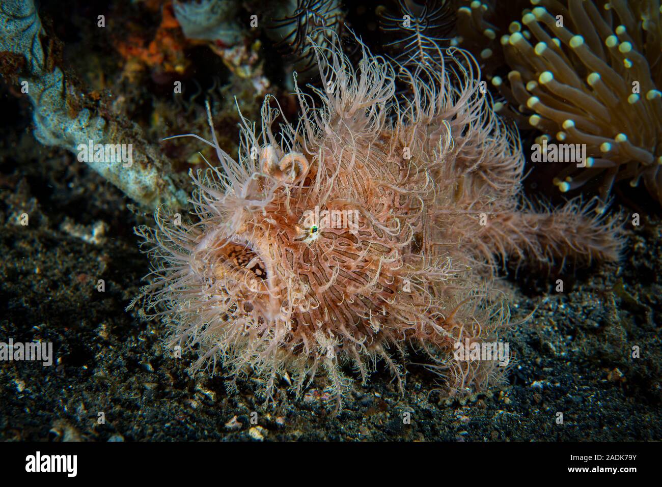 Striped Frogfish Antennarius striatus Stock Photo - Alamy