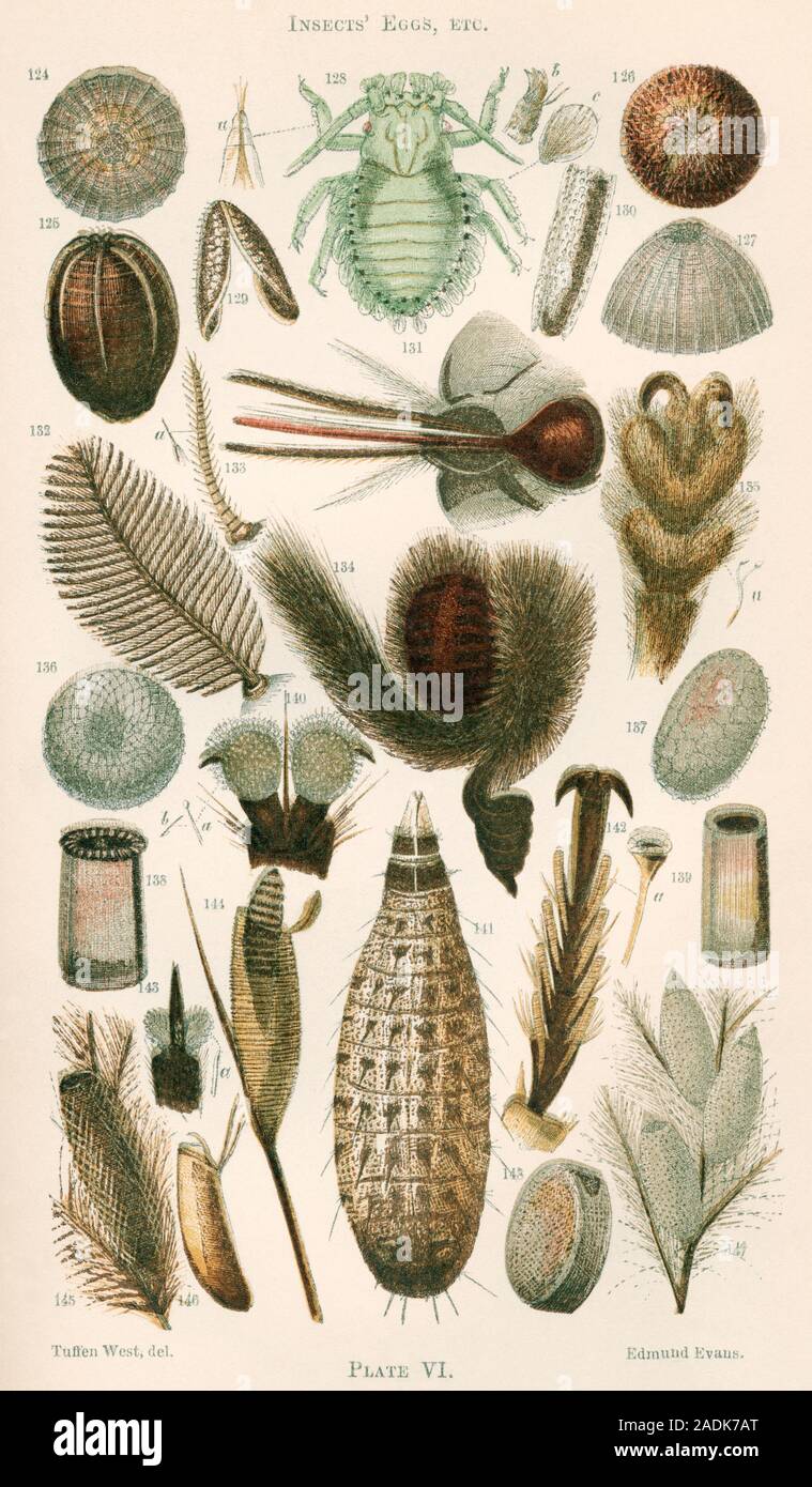 Insect microscopy. 19th century artwork showing microscopic details of ...