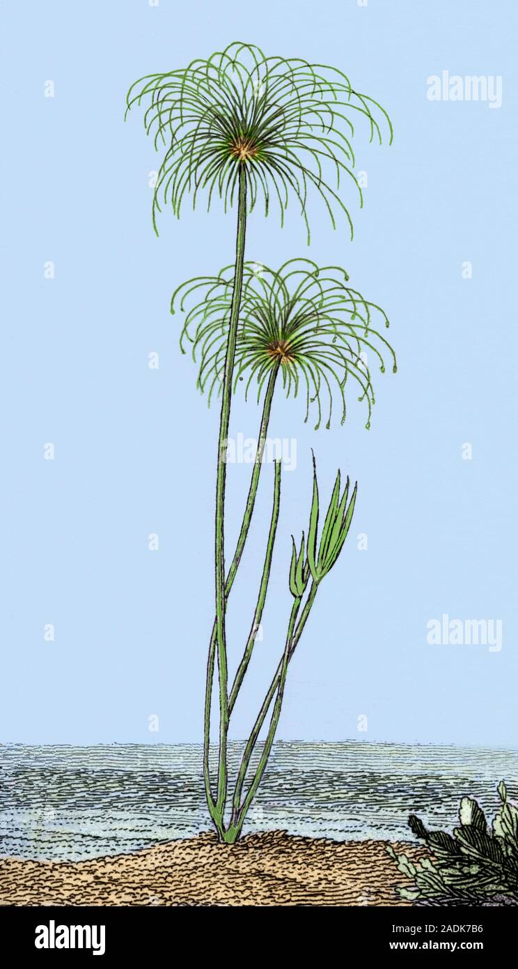 Papyrus reeds growing next to water, historical artwork. This is the ...