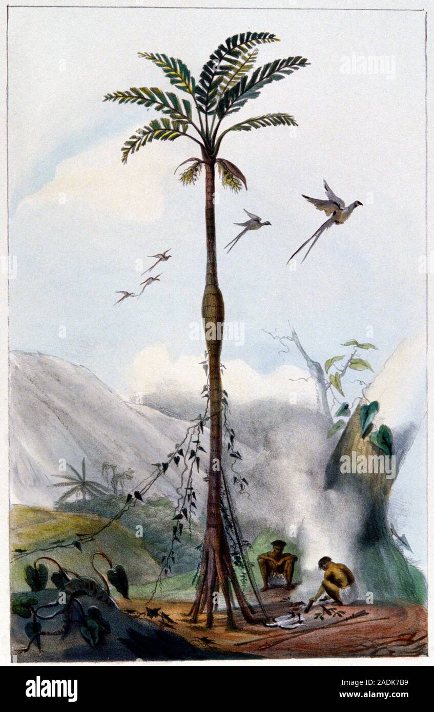 Brazillian landscape. 19th century artwork of a tropical tree in Brazil ...