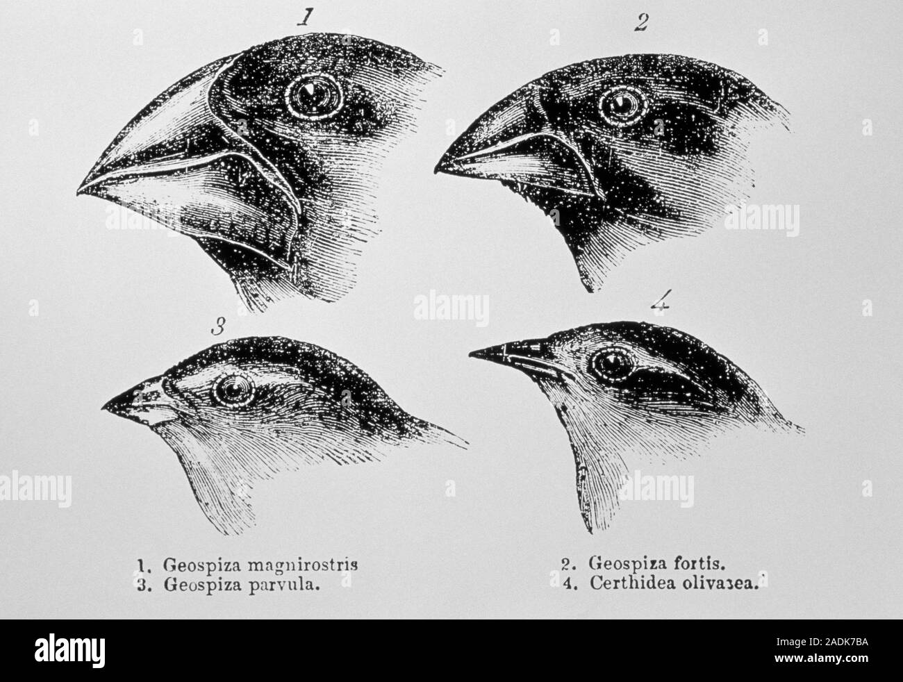 A classic illustration of evolutionary theory, made by Charles Darwin ...