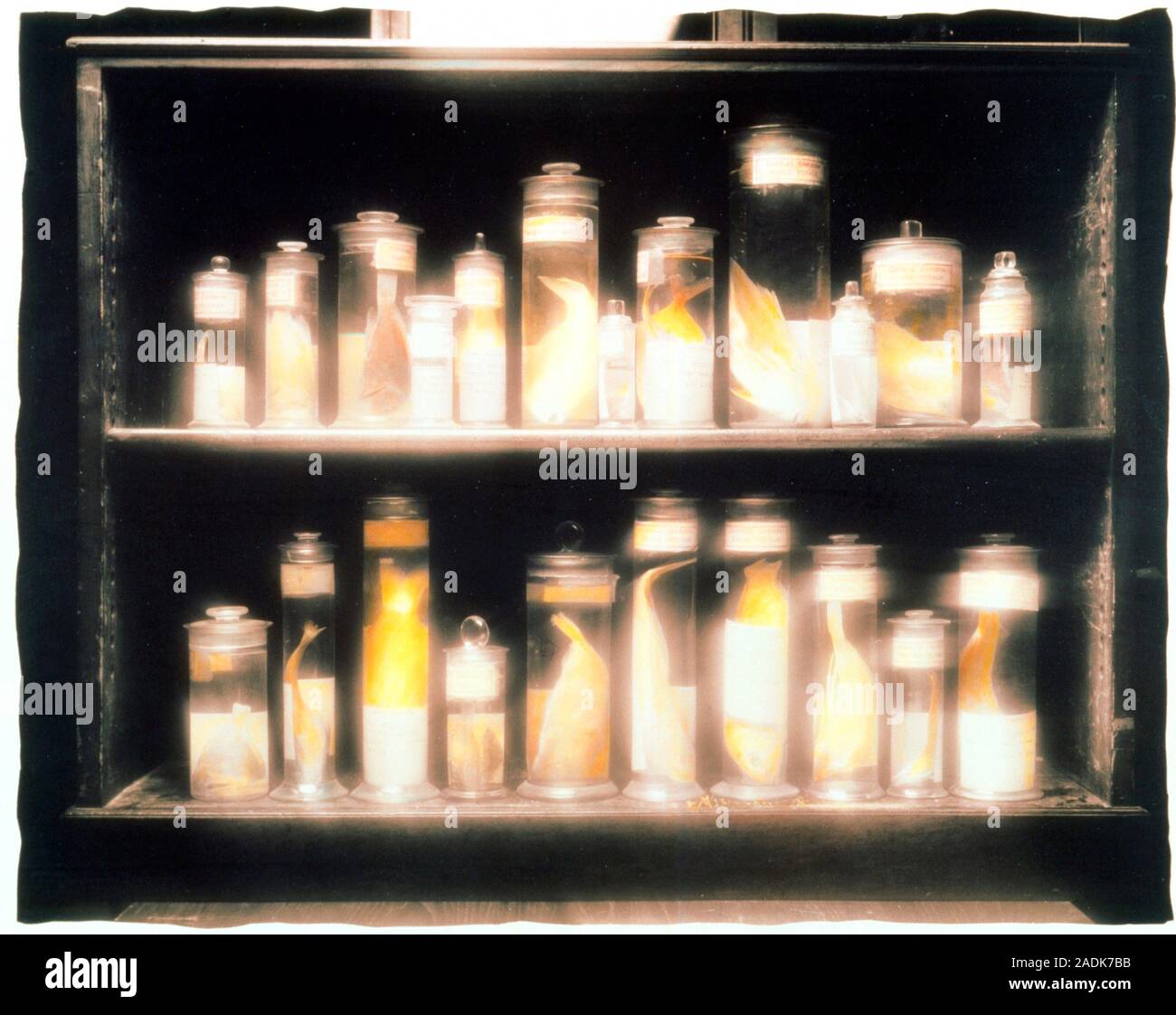 Darwinian theory. Specimens of fish gathered by Charles Darwin during ...