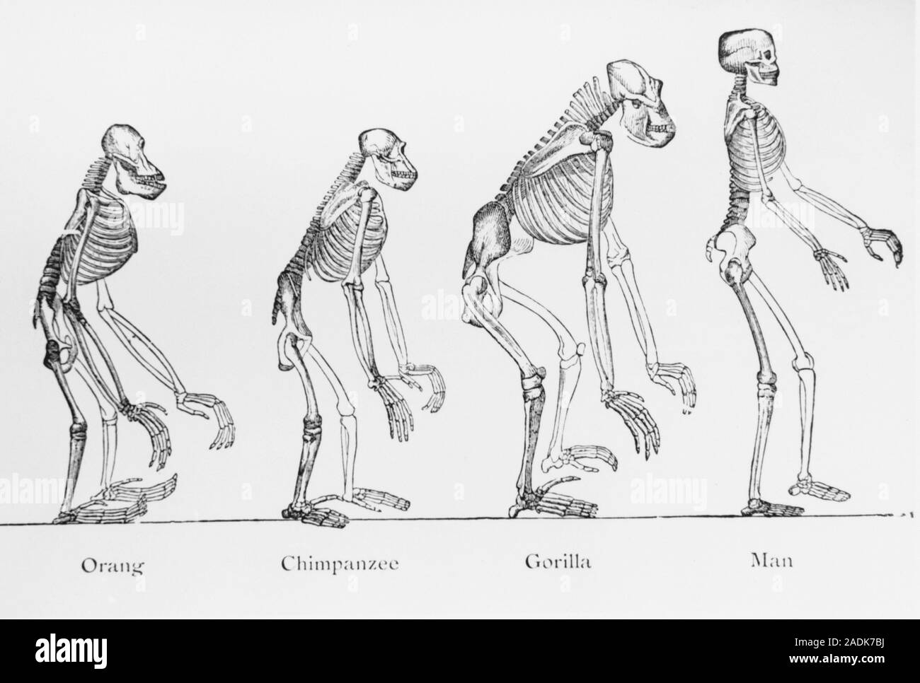 Primate skeletons. Historical artwork of various primate skeletons ...
