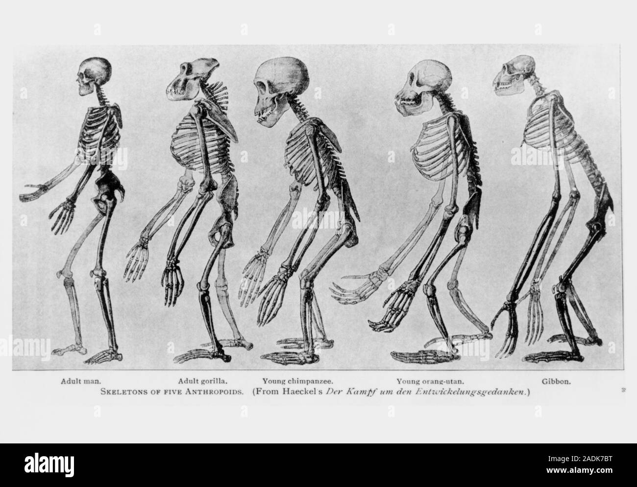 Primate skeletons. Historical artwork of the skeletons of five primates ...