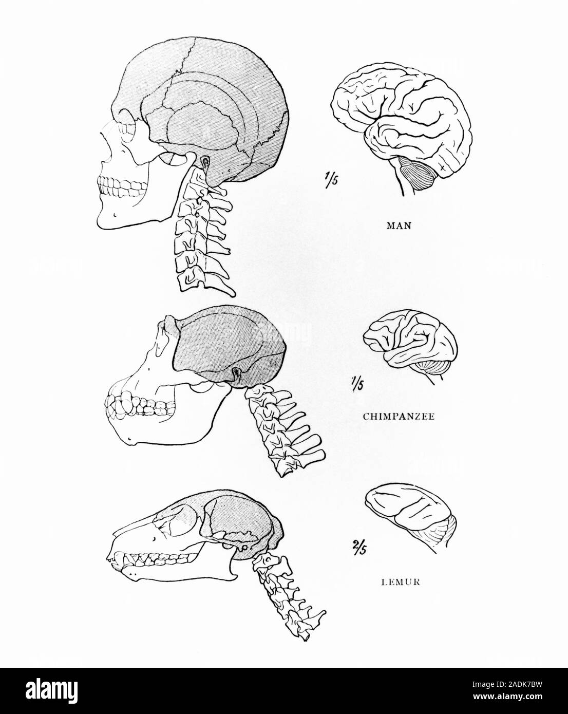 Primate brains. Historical artwork showing the size of the brain in ...
