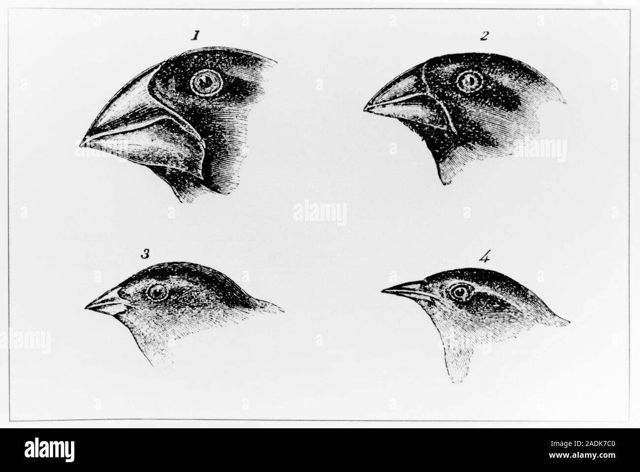 Galapagos finches. Historical artwork of the heads of Galapagos finches ...