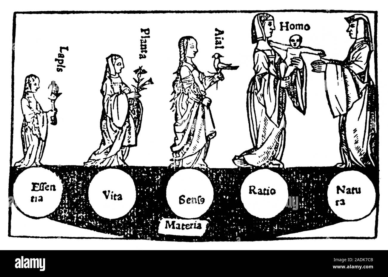 Stages of nature. Historical woodcut depicting supposed stages in ...