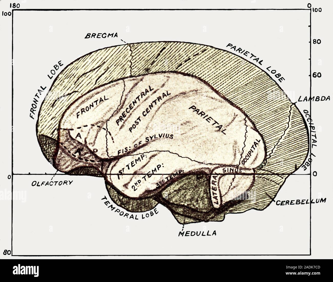 Human and gorilla brains. Historical artwork comparing the brain sizes ...