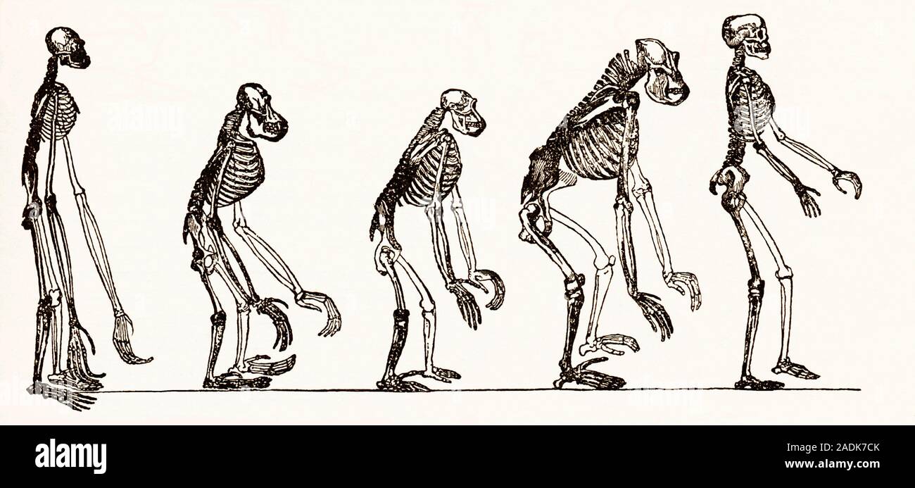 Primate evolution. Historical artwork of various primate skeletons ...