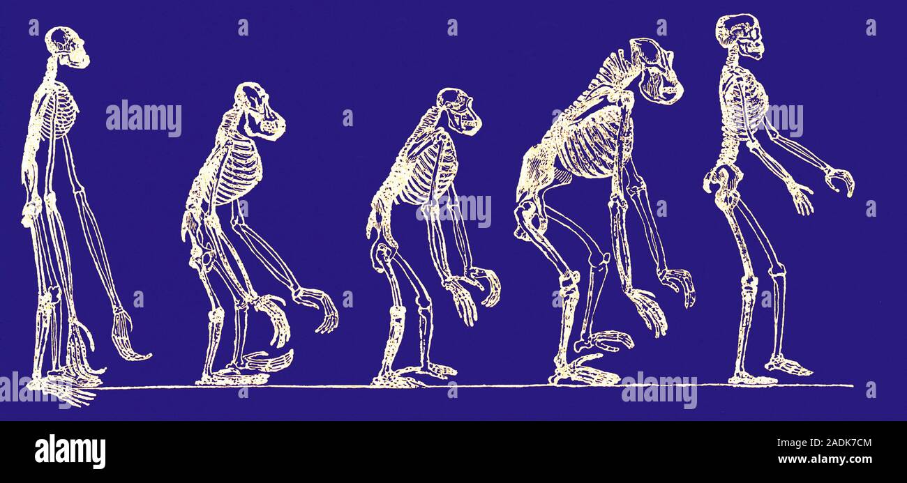 Primate evolution. Historical artwork of various primate skeletons ...