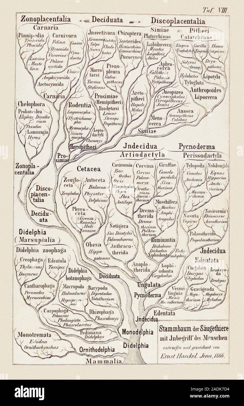 Tree of mammals. Historical artwork by Ernst Haeckel organising all ...