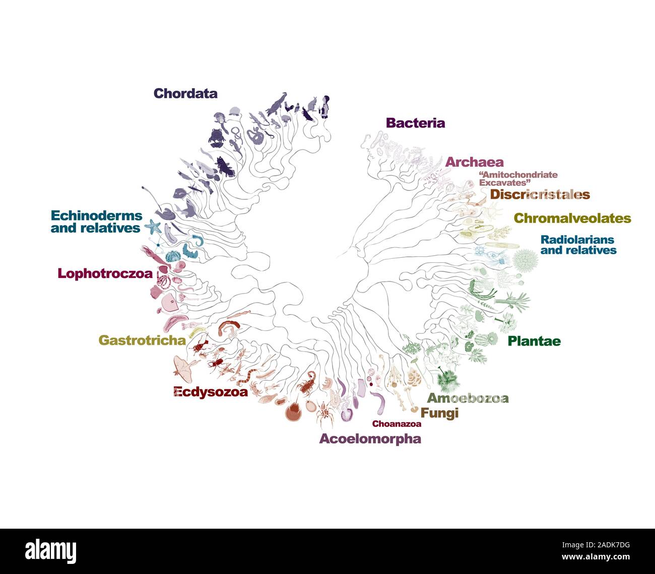 Cladogram of the tree of life. Artwork showing the relative kinship ...