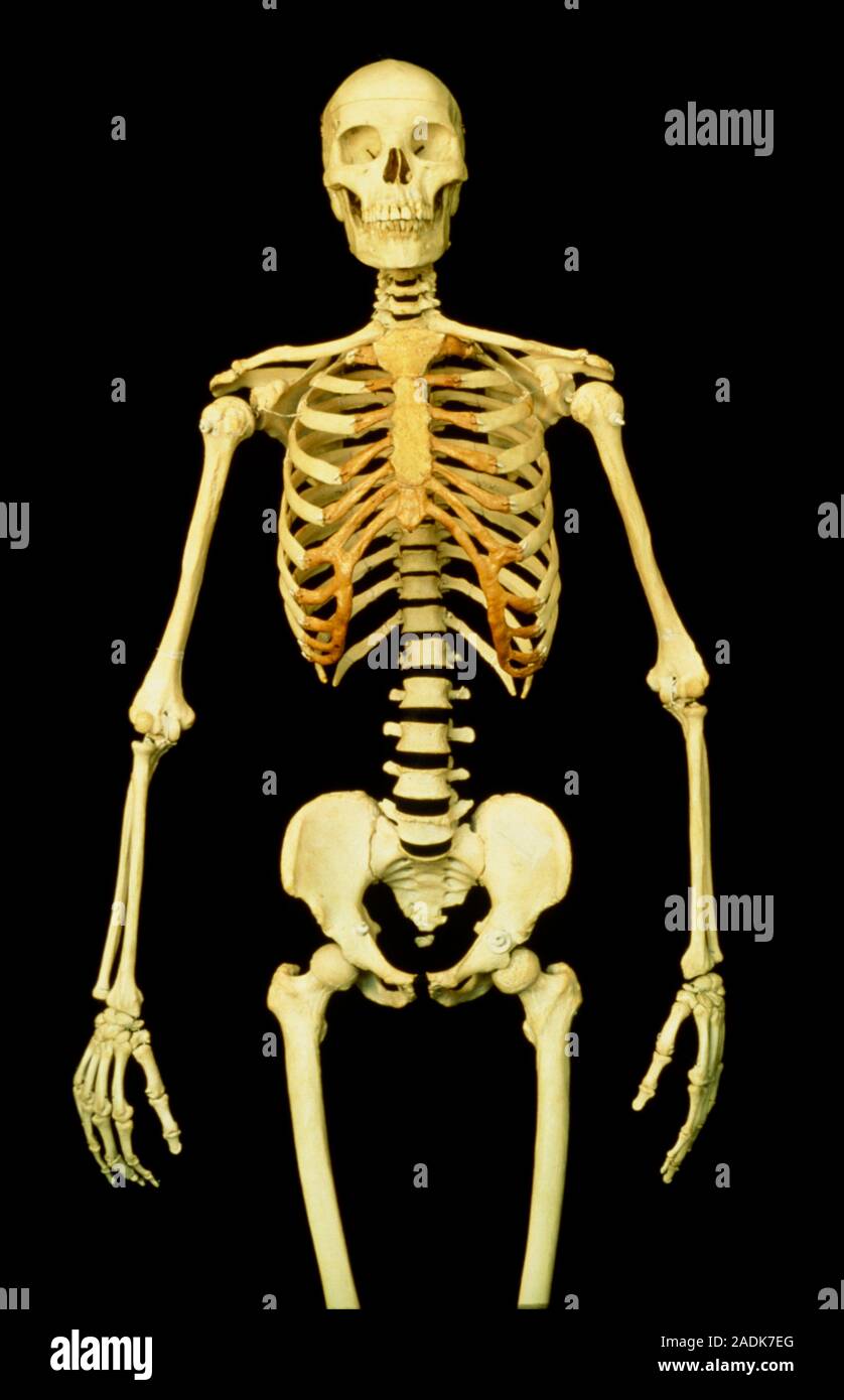 The human skeleton: front view from top of skull to bottom of femur ...