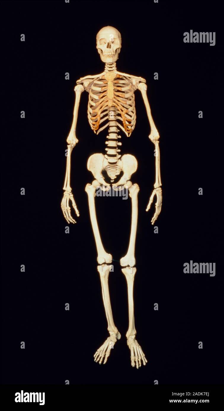 Full frontal view of complete human skeleton. This is a real skeleton ...