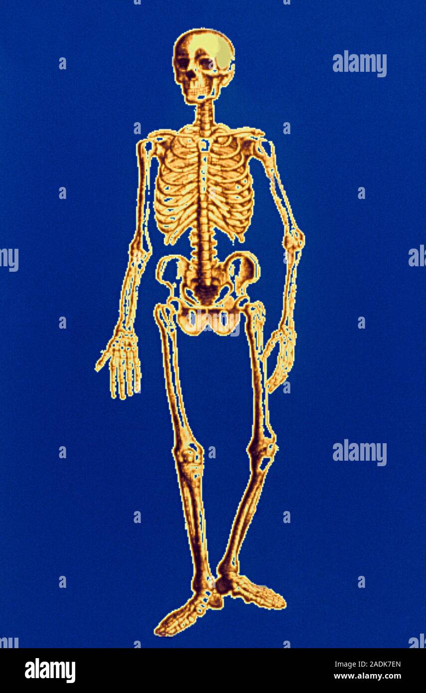 Computer coloured and digitised illustration showing a normal human ...