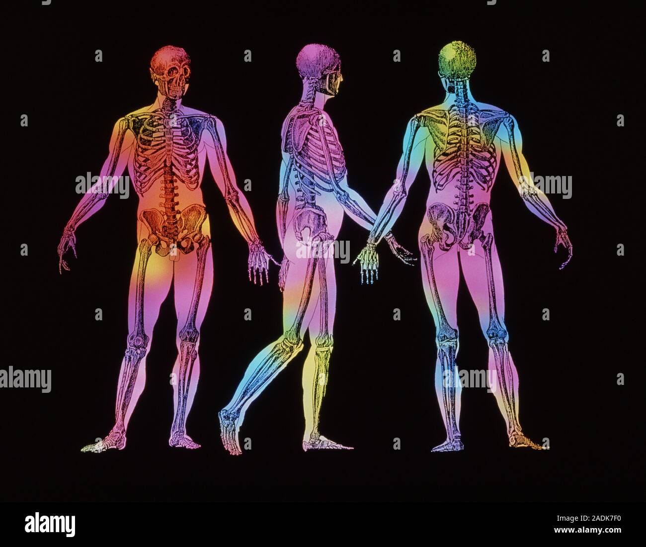 False-colour engraving of three human figures, revealing the skeleton ...