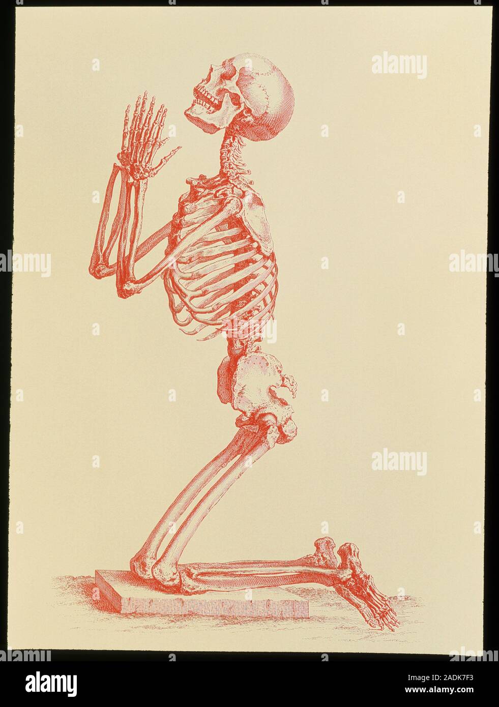 Skeleton. Computer-enhanced engraving of a praying Skeleton. Computer-enhanced engraving of a praying