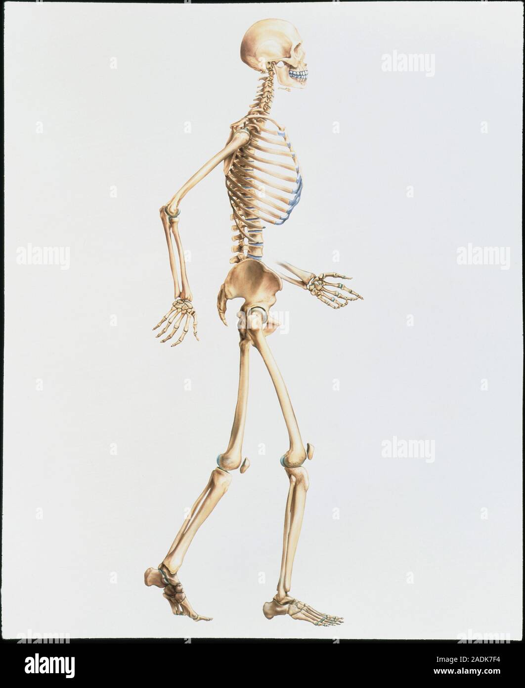 Walking skeleton. Illustration of the side view of a human skeleton ...