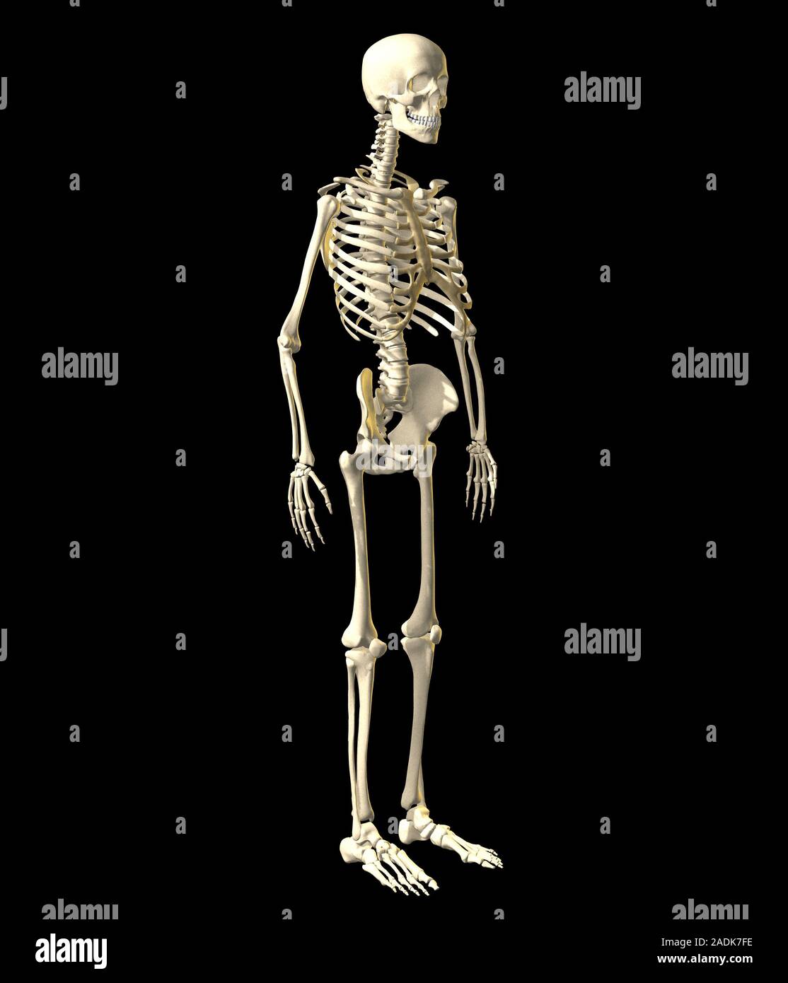 Human skeleton. Computer artwork of the human skeletal system. The 206 ...