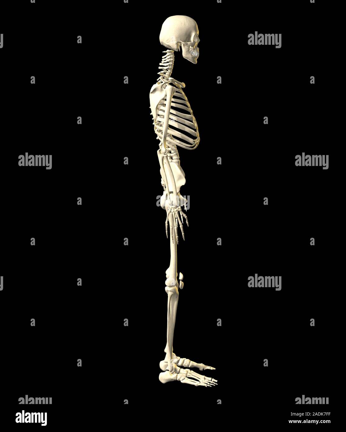 Human skeleton. Computer artwork of the human skeletal system seen from ...