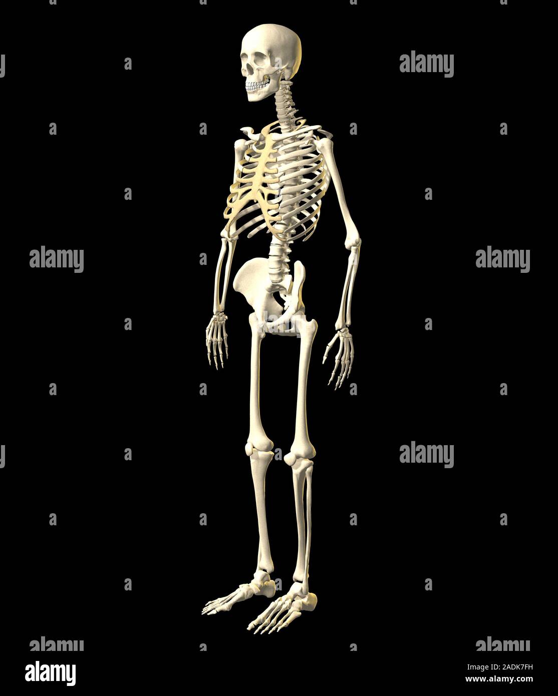 Human skeleton. Computer artwork of the human skeletal system. The 206 ...