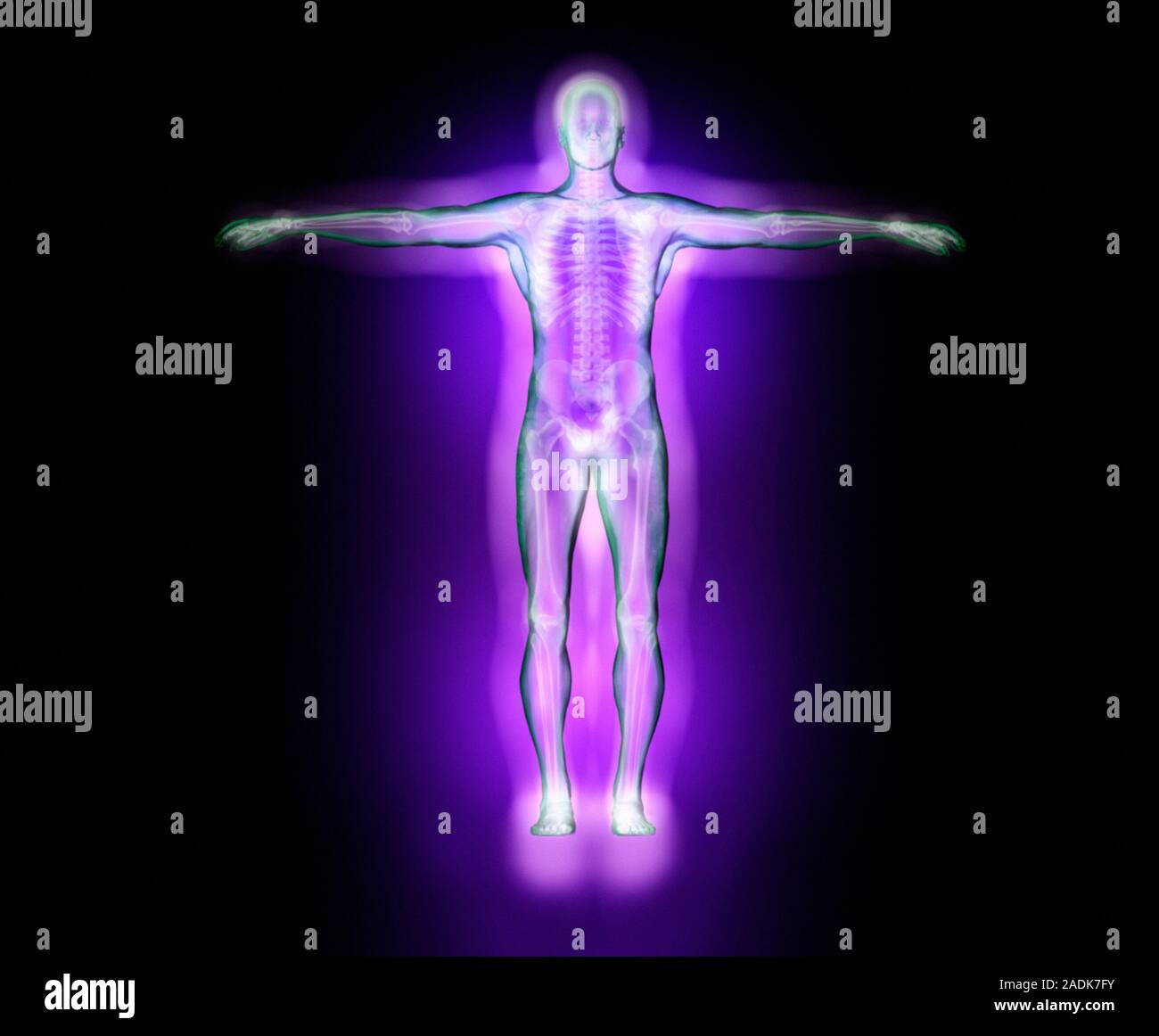 Human skeleton. Computer artwork of an X-ray of a complete male human ...