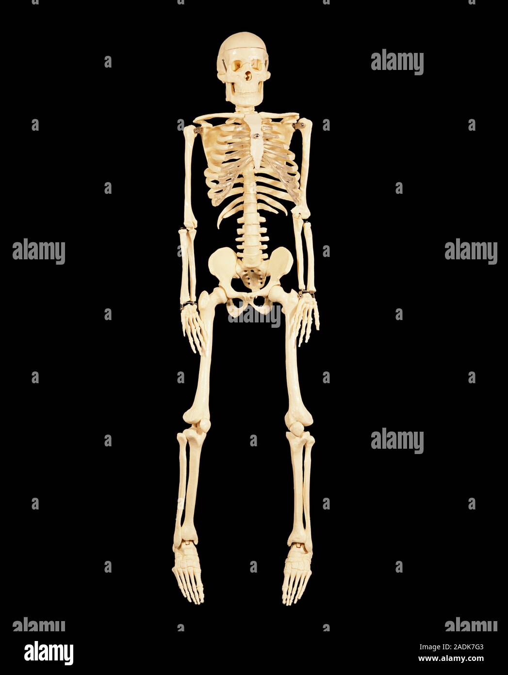 Female skeleton. The bones of the skeleton provide a structural ...