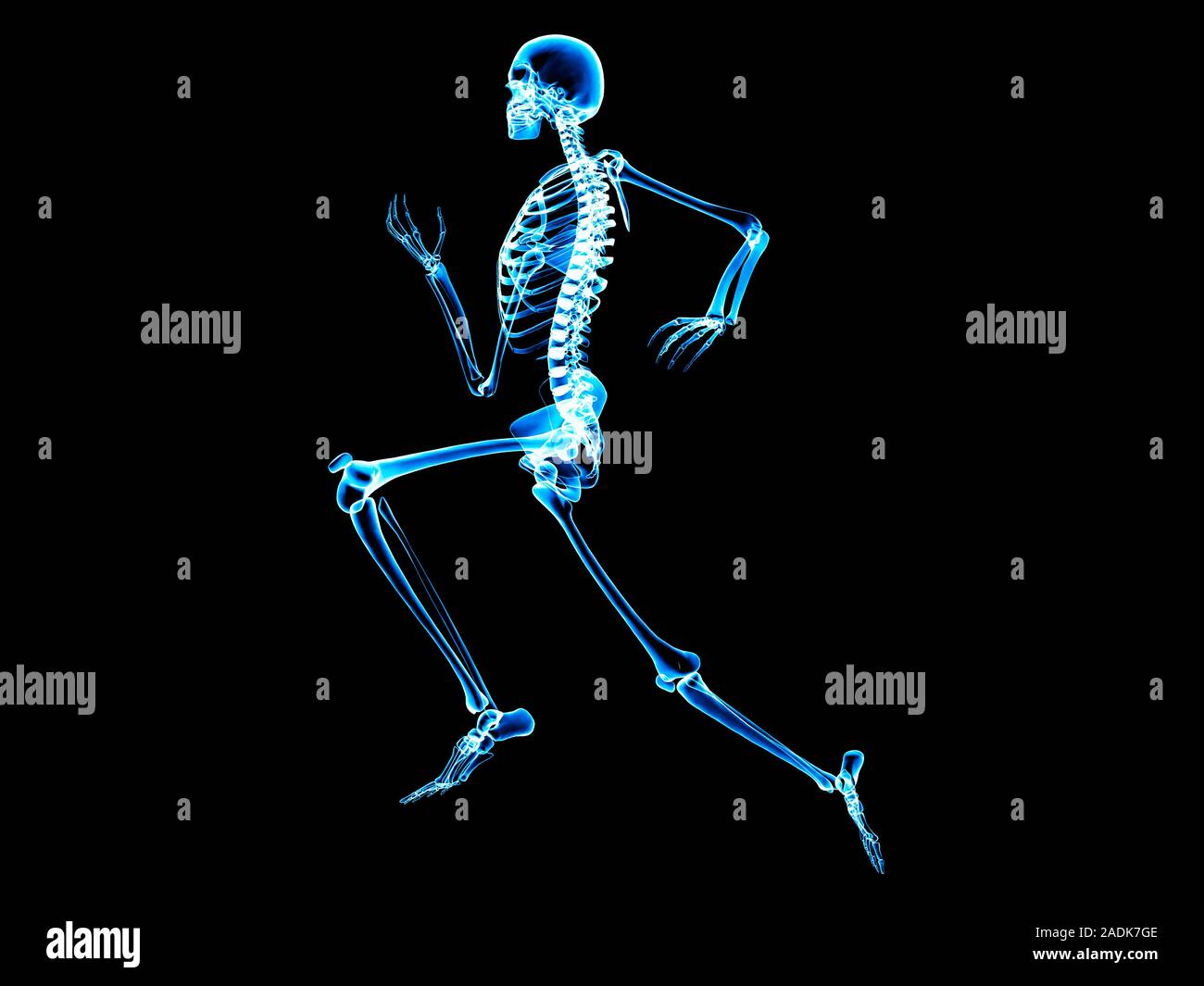 Skeleton. Computer artwork of a side view of a human skeleton running ...
