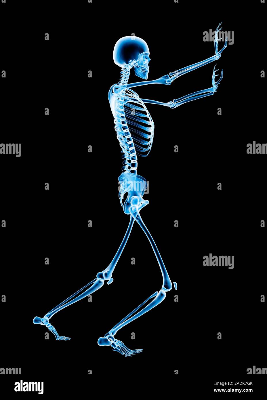 Skeleton. Computer artwork of a side view of a human skeleton pushing ...