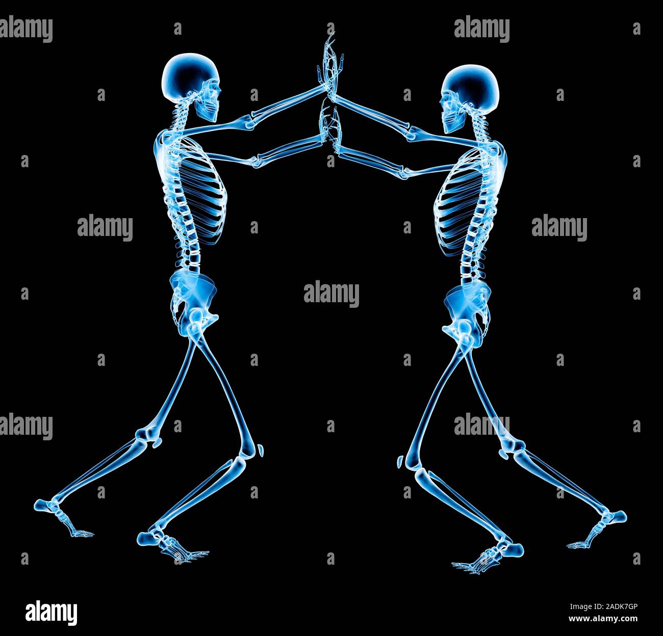 Skeleton. Computer artwork of a side view of two human skeletons ...