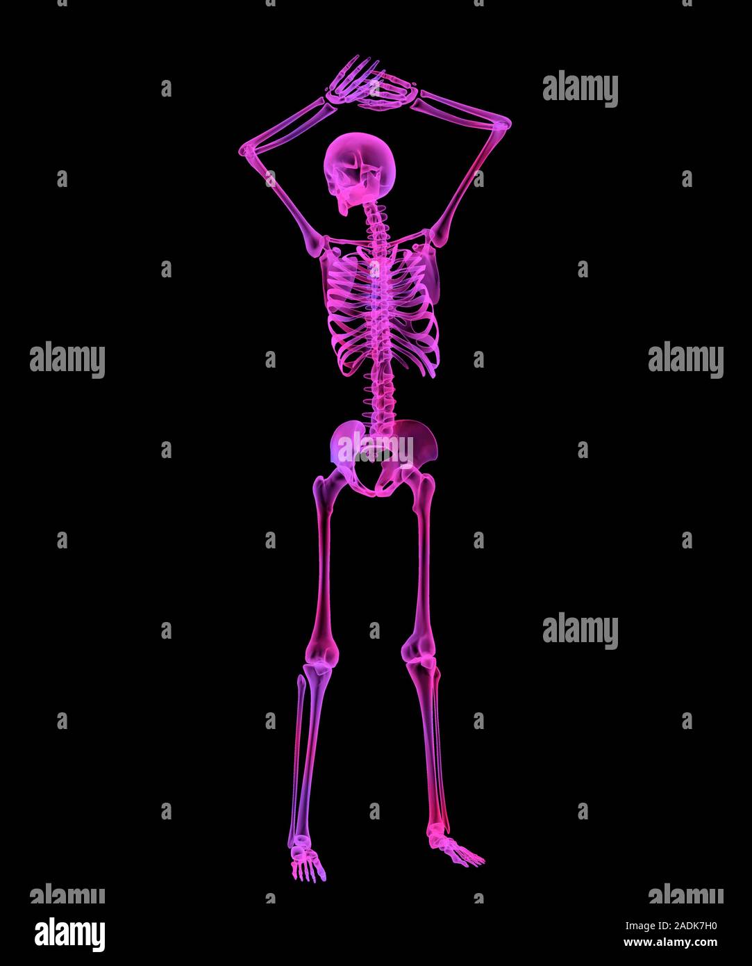 Human skeleton, computer artwork Stock Photo - Alamy
