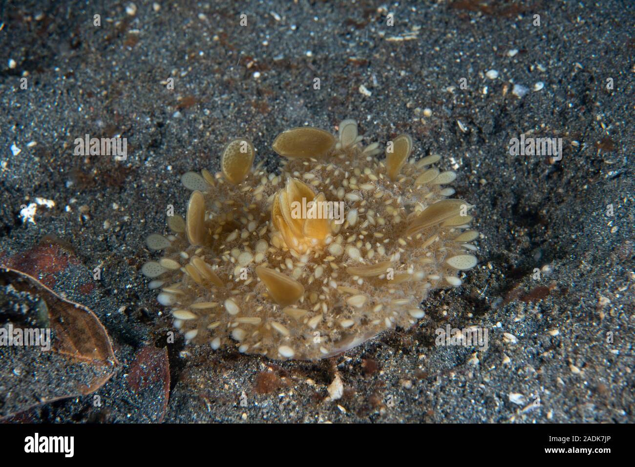 Cassiopea hi-res stock photography and images - Alamy