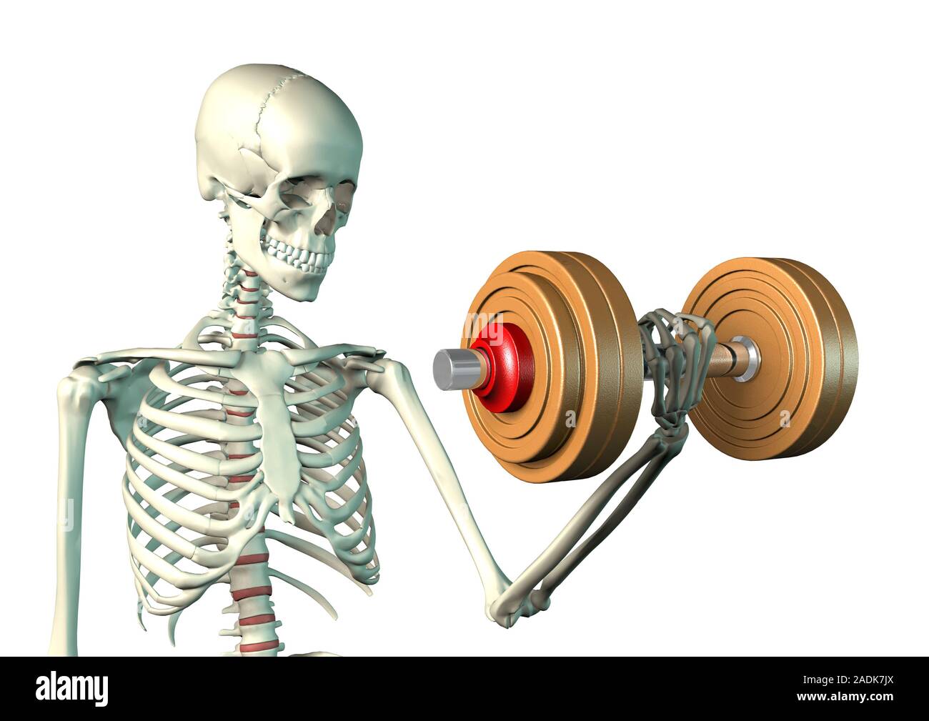 Bone strength. Conceptual computer artwork of a skeleton lifting a ...