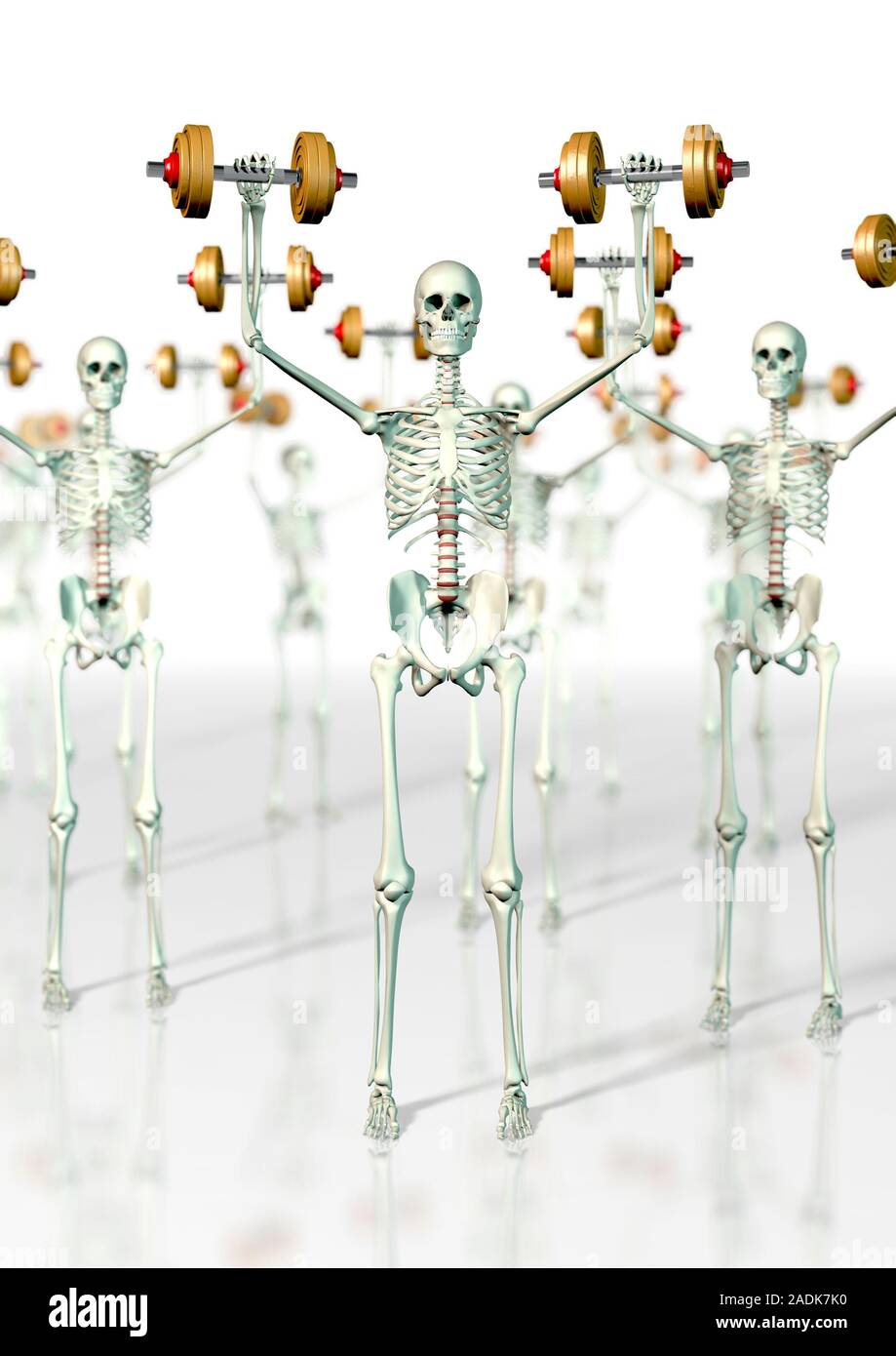 Bone strength. Conceptual computer artwork of skeletons lifting weights ...