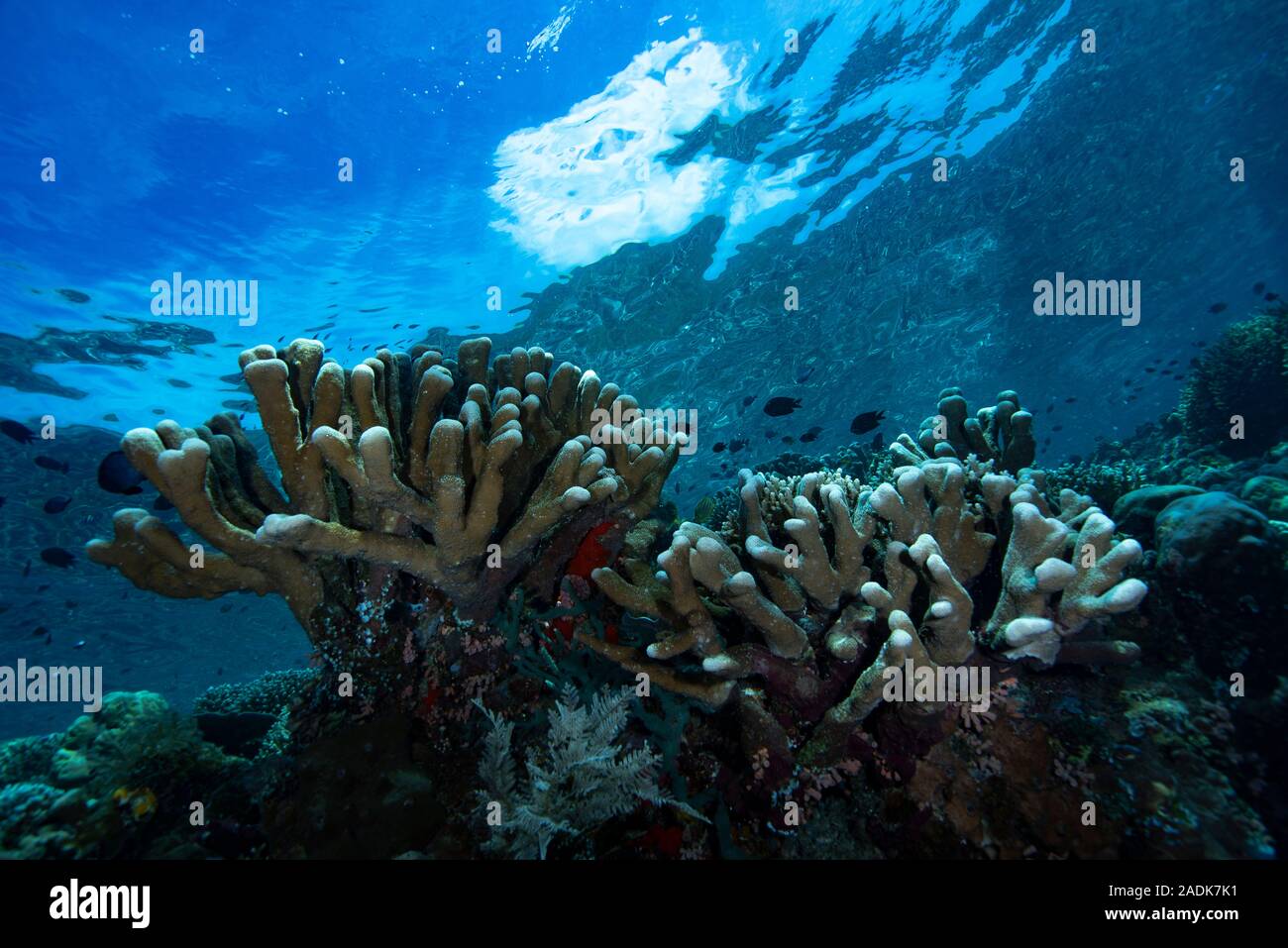 Tropical Coral Reef Underwater Landscape Stock Photo - Alamy