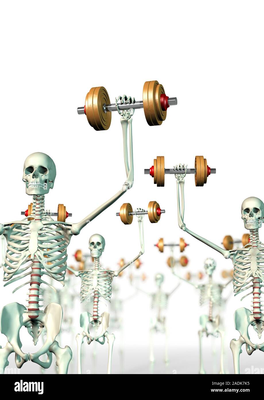 Bone strength. Conceptual computer artwork of skeletons lifting weights ...