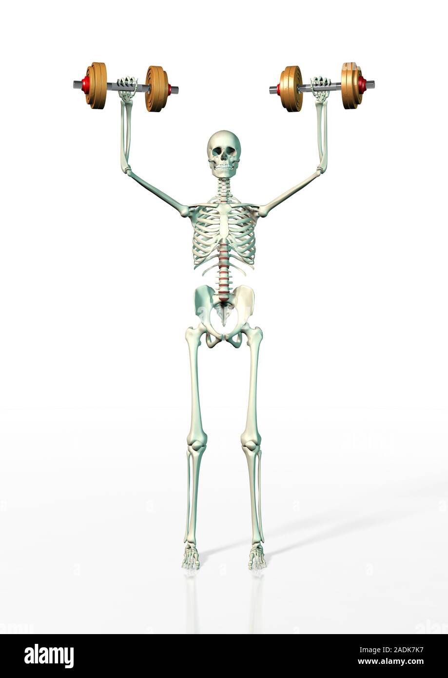 Bone strength. Conceptual computer artwork of a skeleton lifting ...