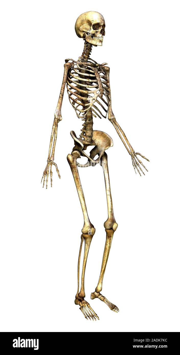 Skeleton. Computer artwork of a standing skeleton. The bones of the ...