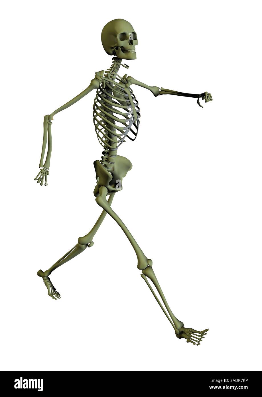 Skeleton. Computer artwork of a walking skeleton. The bones of the ...