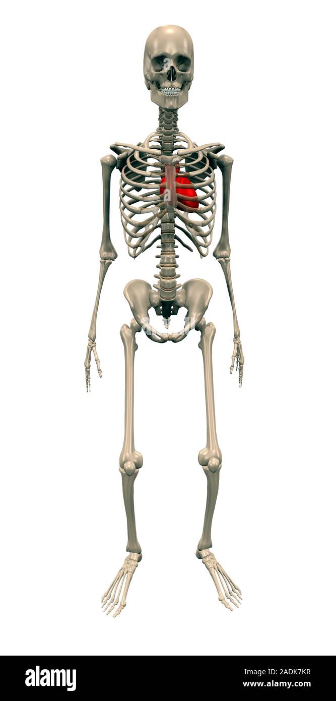 Skeleton. Computer artwork of a skeleton showing its heart. The bones ...